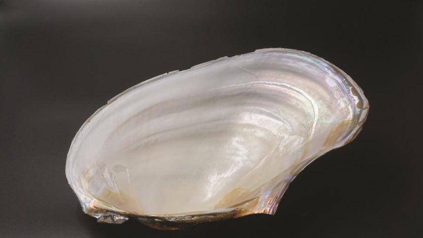 ¿Y si el nácar fuese la próxima fibra de carbono? (por mucho menos dinero)